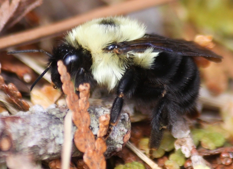 Common Eastern Bumble Bee from Tweed, ON, Canada on April 17, 2023 at ...
