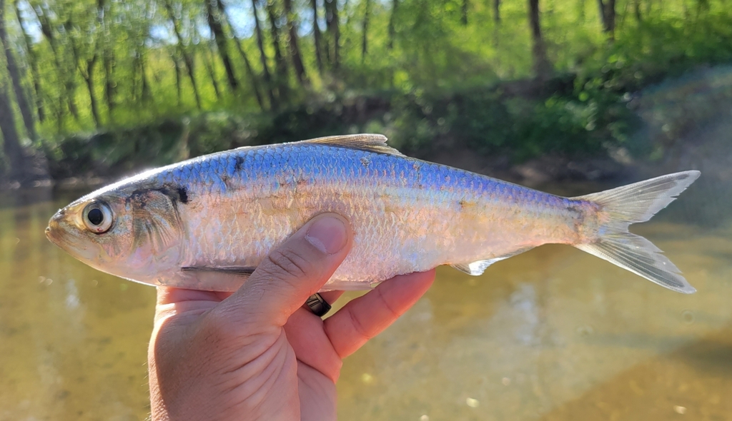Blueback Shad in April 2023 by sercfisheries · iNaturalist