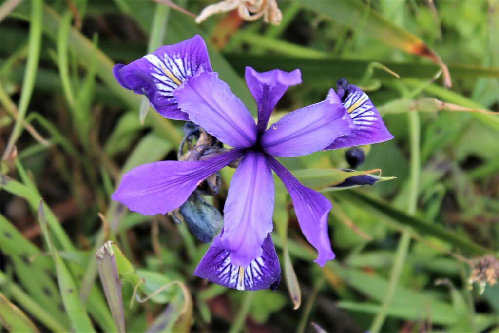 Douglas iris from Chimney Rock, California 94937, USA on April 17, 2023 ...