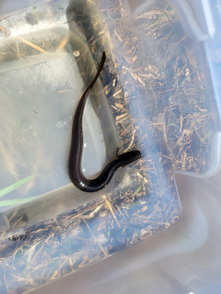 Western Lesser Siren from Grand Bay National Estuarine Research Reserve ...