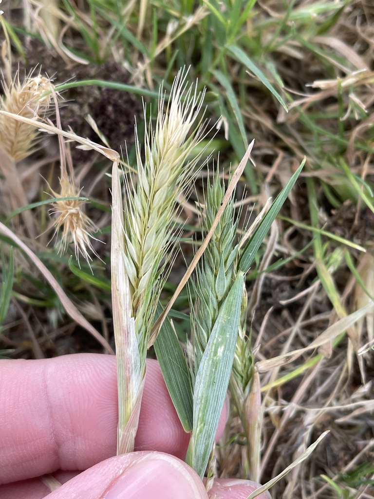 little barley from W Division St, Arlington, TX, US on April 18, 2023 ...