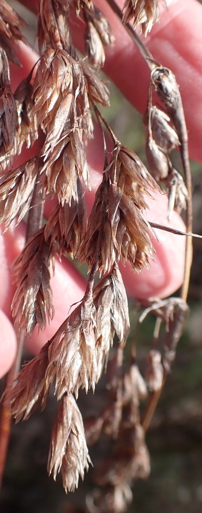 Eastern Thatchreed from Uitzigt 216, Portion 113, Garden Route District ...