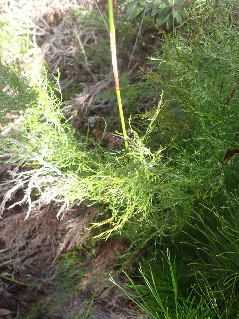Eastern Thatchreed from Uitzigt 216, Portion 113, Garden Route District ...