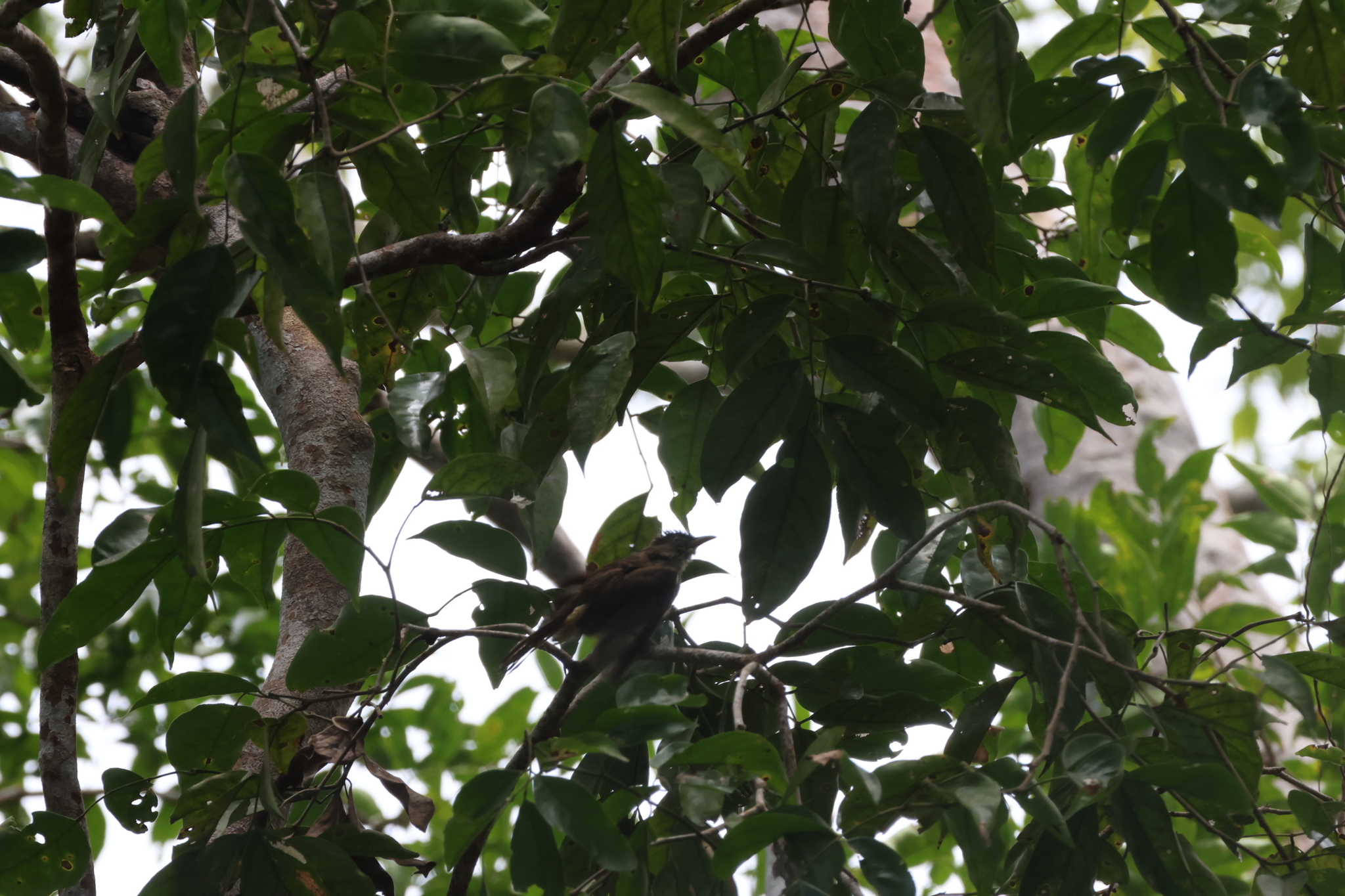 Iole olivacea charlottae (Finsch, 1867)
