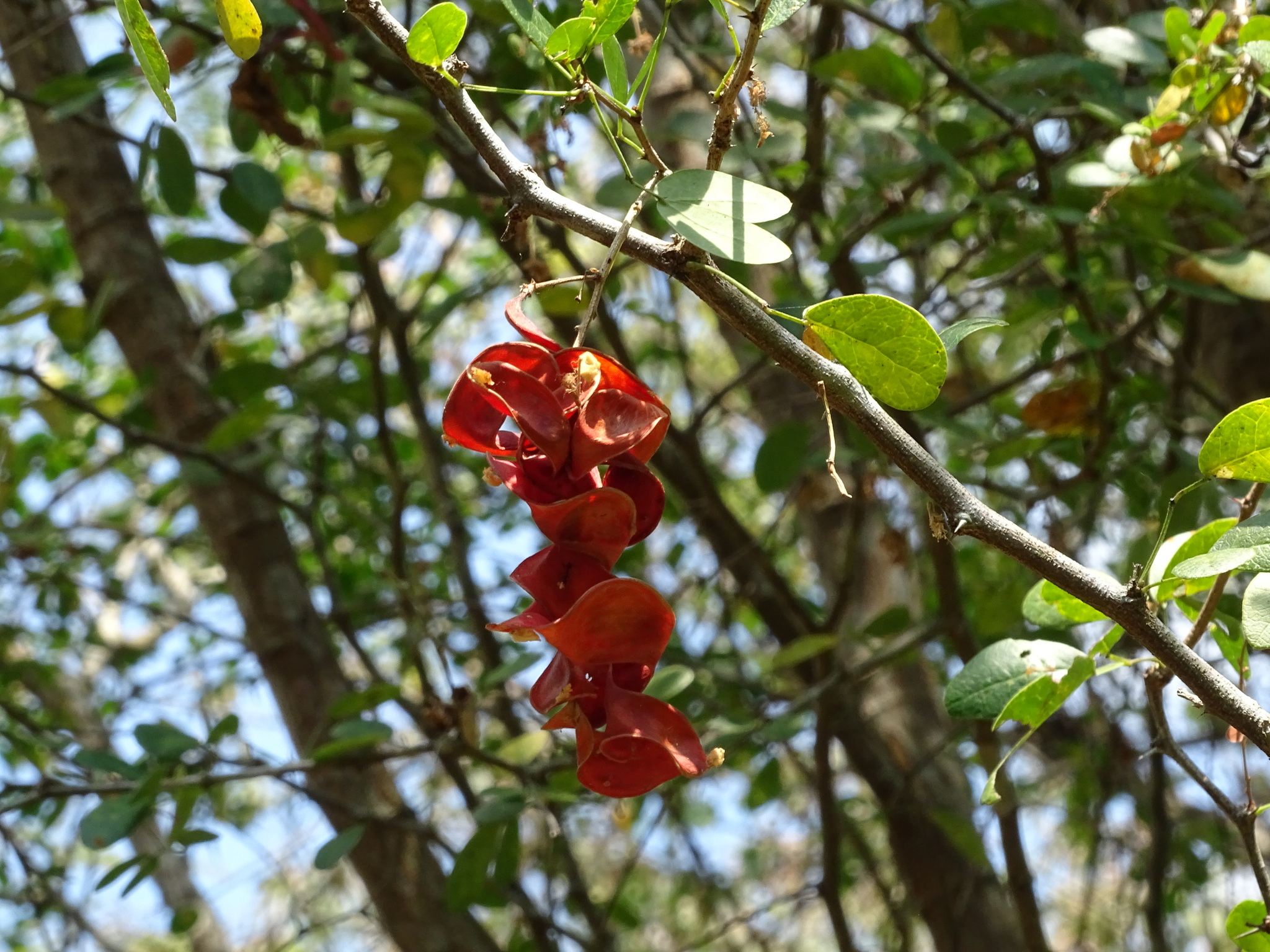 Pithecellobium unguis-cati (L.) Benth.