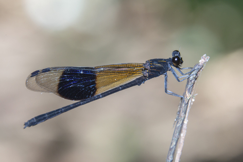 Euphaea decorata · NaturaLista Colombia