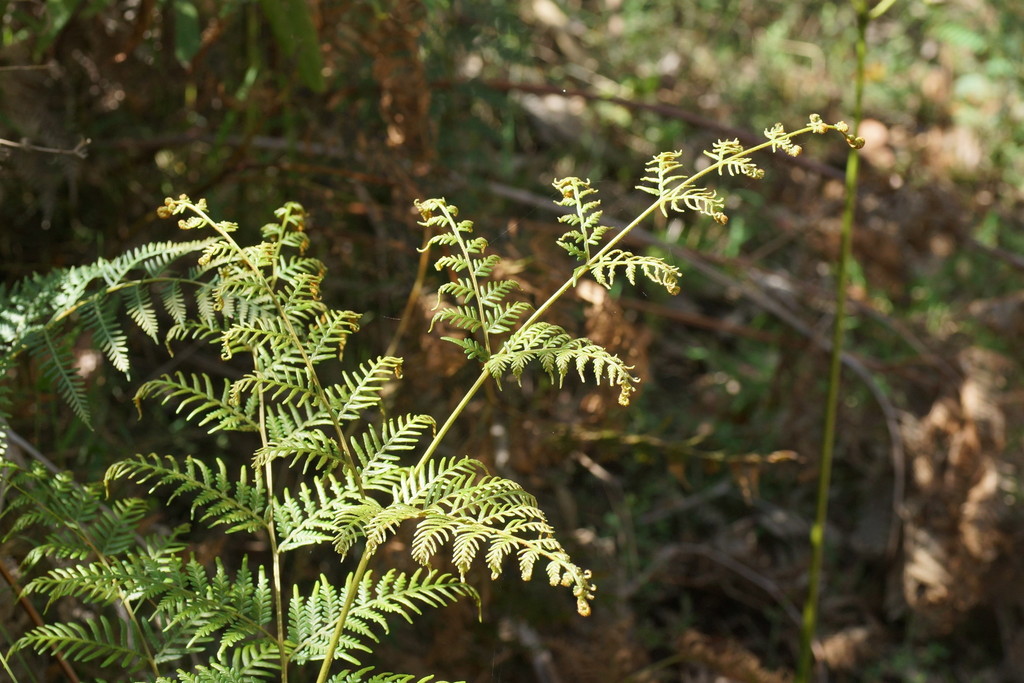 Austral Bracken (Pteridium esculentum) - Botanical Realm