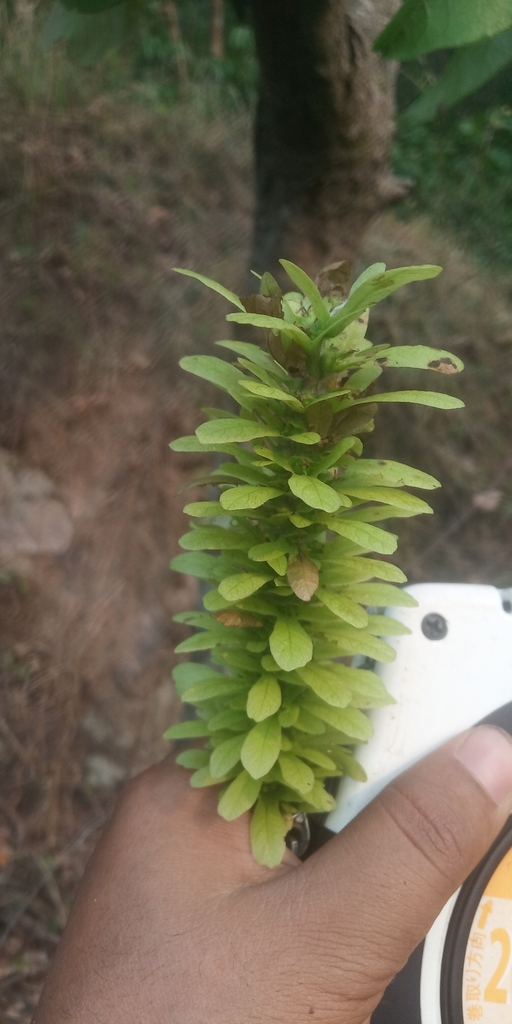 Engelhardia spicata from Rasnalu on April 18, 2023 at 03:26 PM by Basu ...