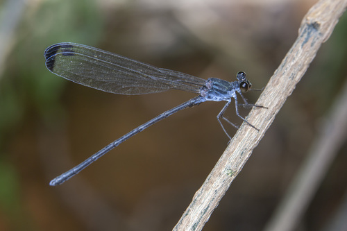 género Devadatta · iNaturalist Ecuador