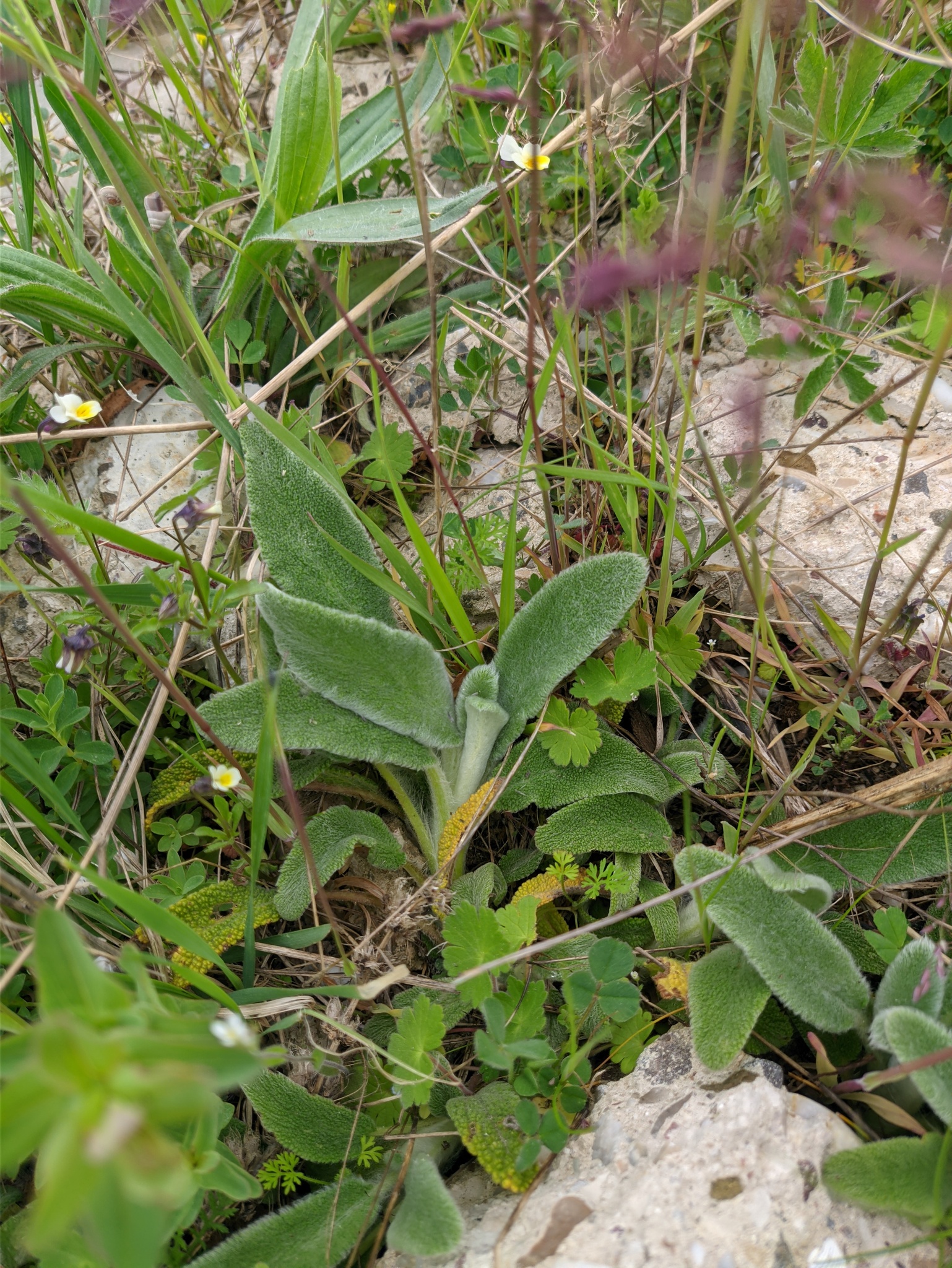 Stachys cretica L.