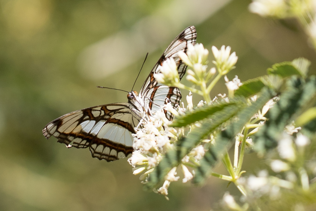 Adelpha zea from Santa Maria, RS, Brasil on April 18, 2023 at 10:32 AM ...