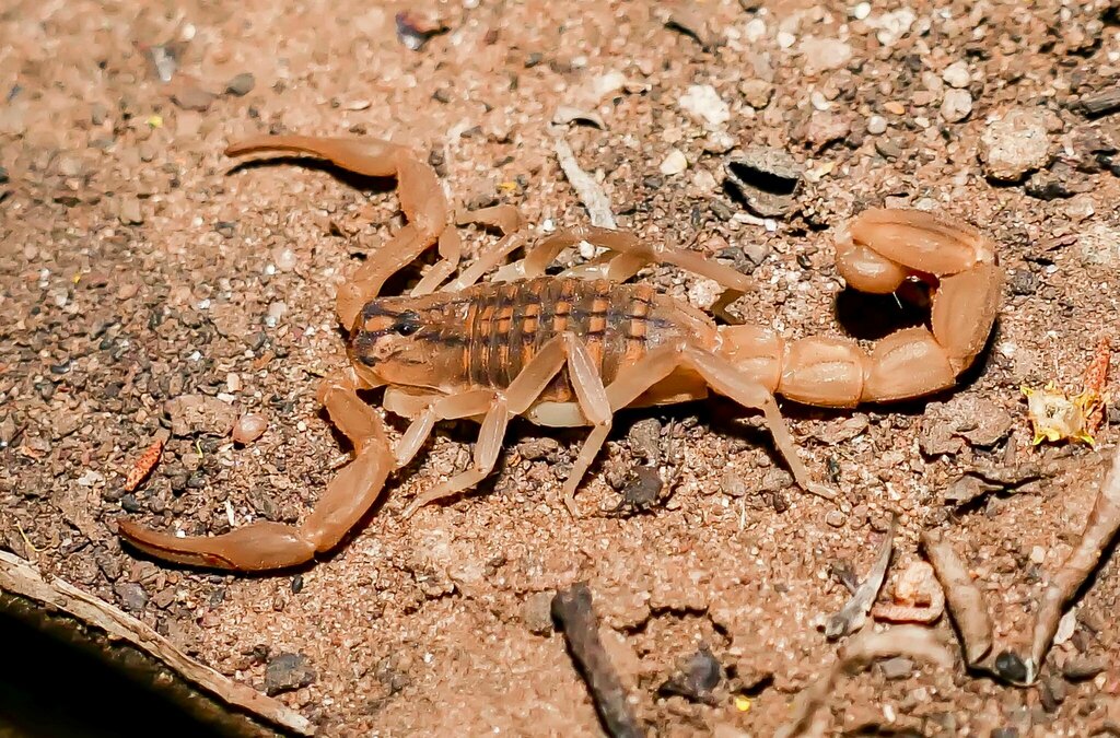 Eastern Nomad Scorpion from Chipise Südafrika on January 1, 2023 at 10: ...