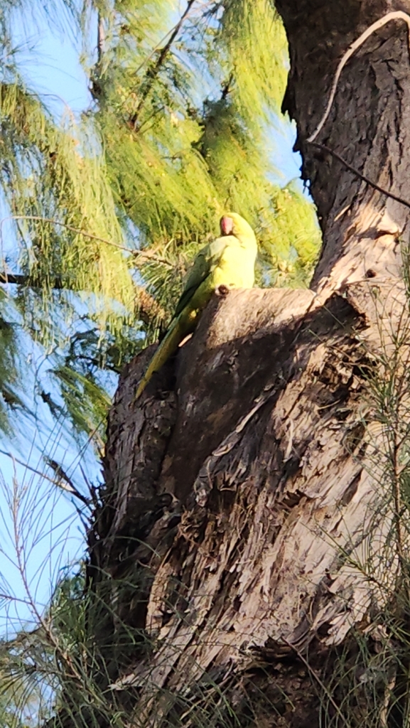 Rose-ringed Parakeet from Honolulu, HI 96815, USA on April 13, 2023 at ...