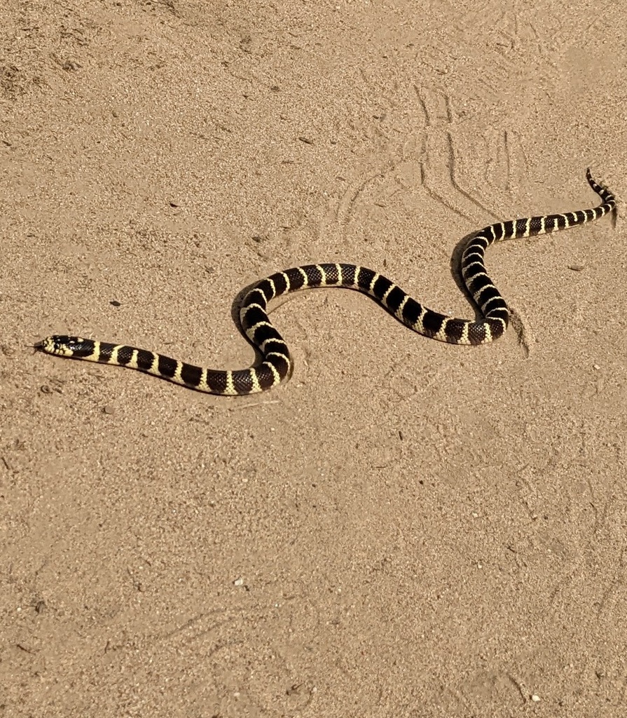 California King Snake from Orange County, CA, USA on September 17, 2022 ...