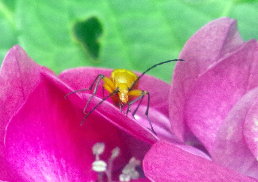 Cteniopinus Seidlitz, 1896