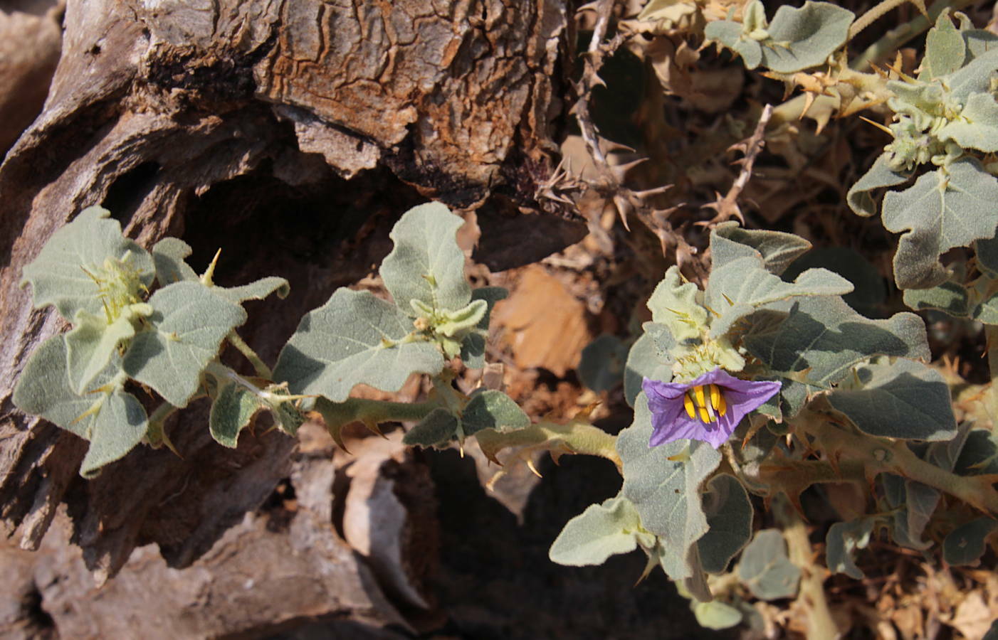 Solanum incanum L.