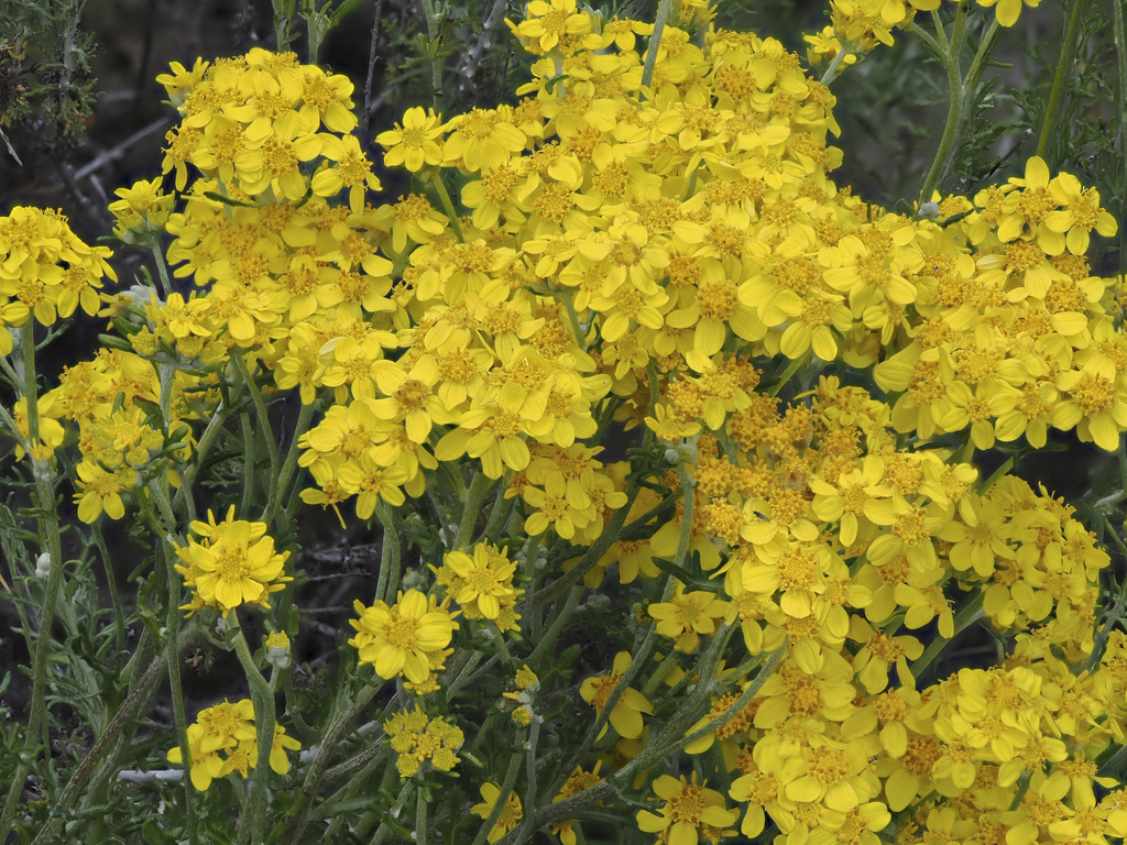 Golden Yarrow from Clairemont, San Diego, CA, USA on April 17, 2023 at ...