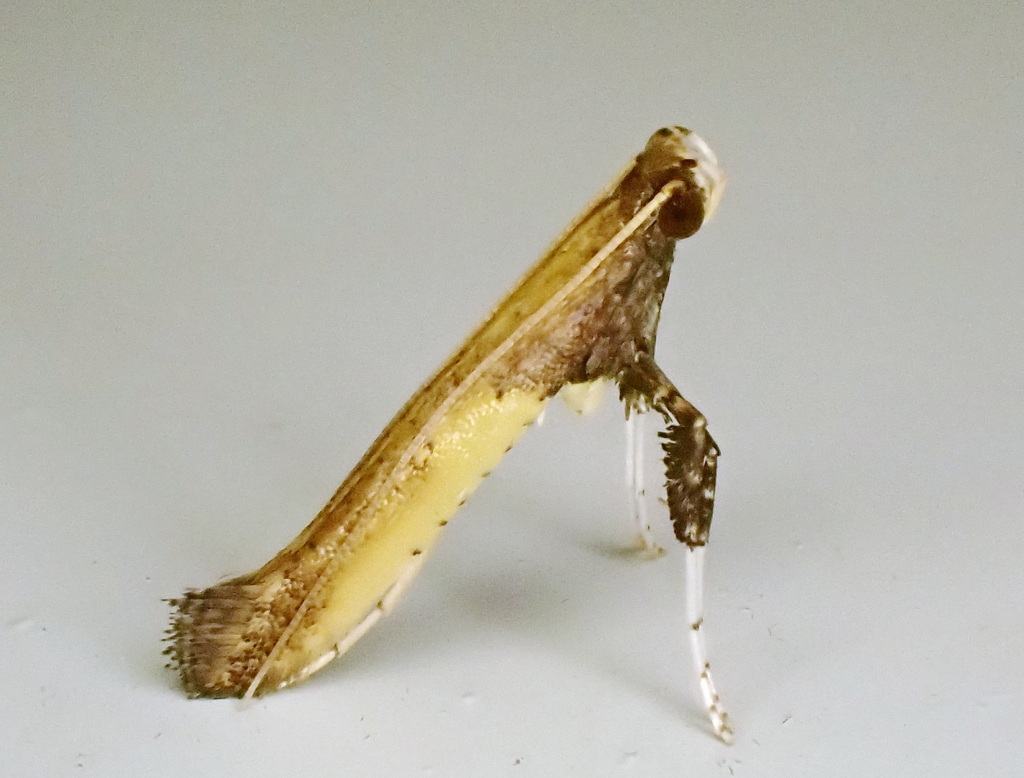 Azalea Leafminer Moth from Chesterfield County, VA, USA on April 17 ...
