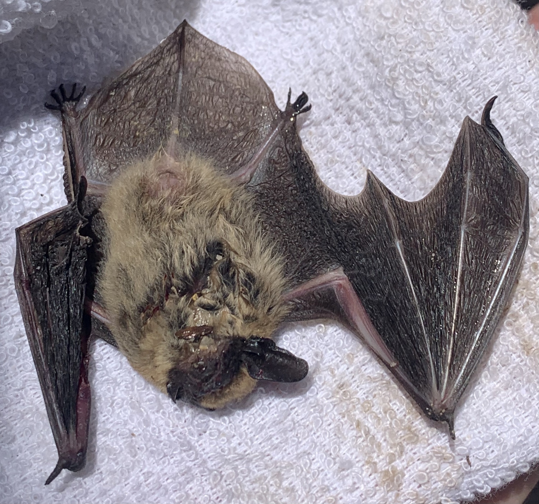 Parastrellus hesperus (H.Allen, 1864)