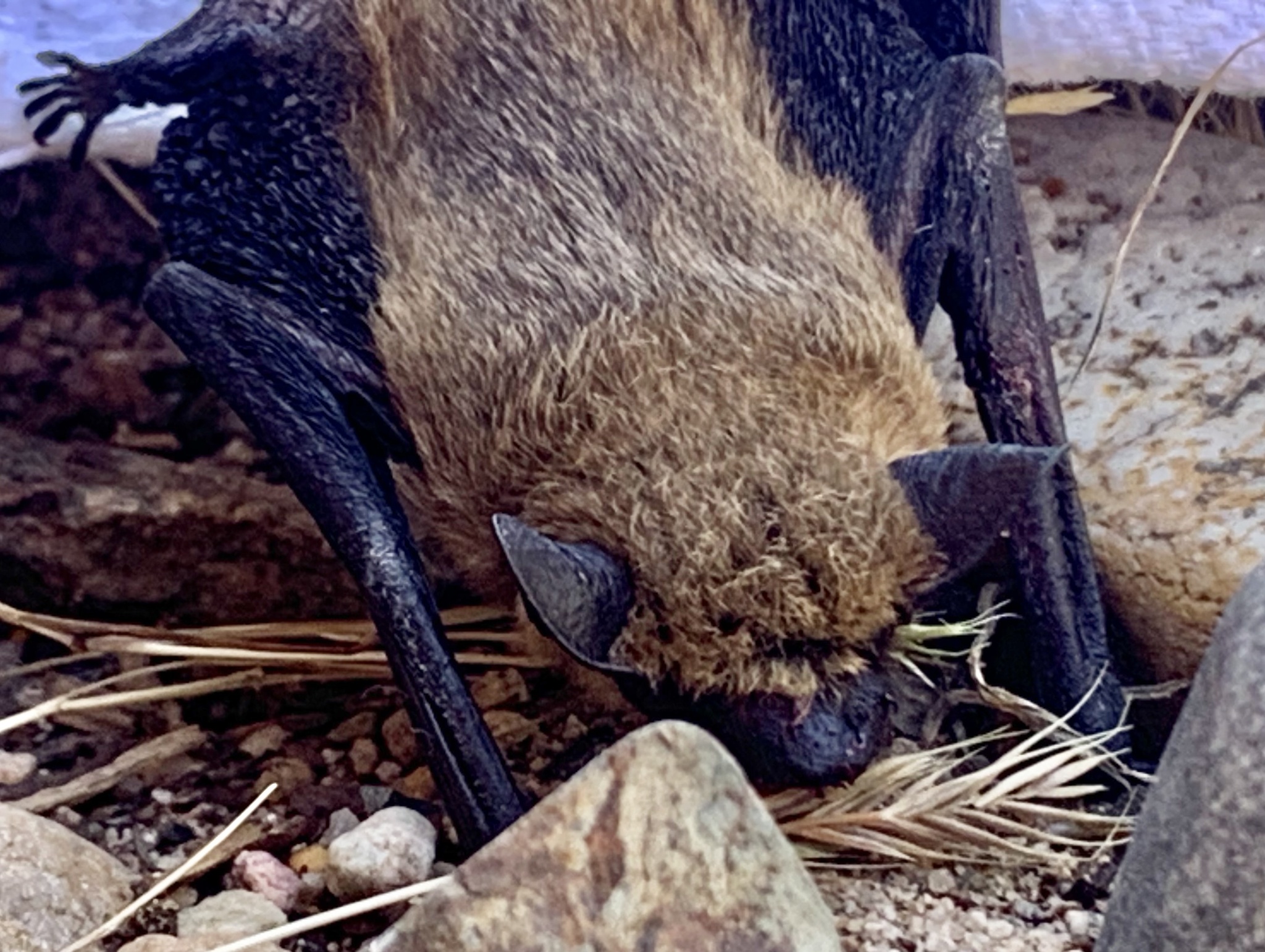 Parastrellus hesperus (H.Allen, 1864)