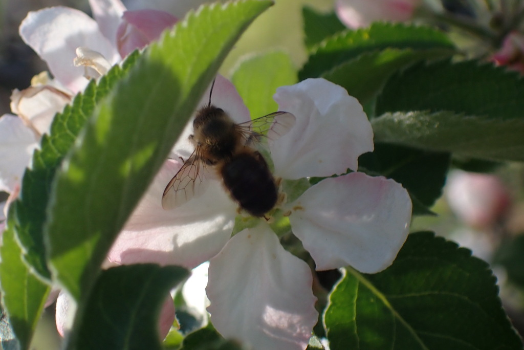 Taurus Mason Bee from McDonald County, MO, USA (Mike's Creek Watershed ...
