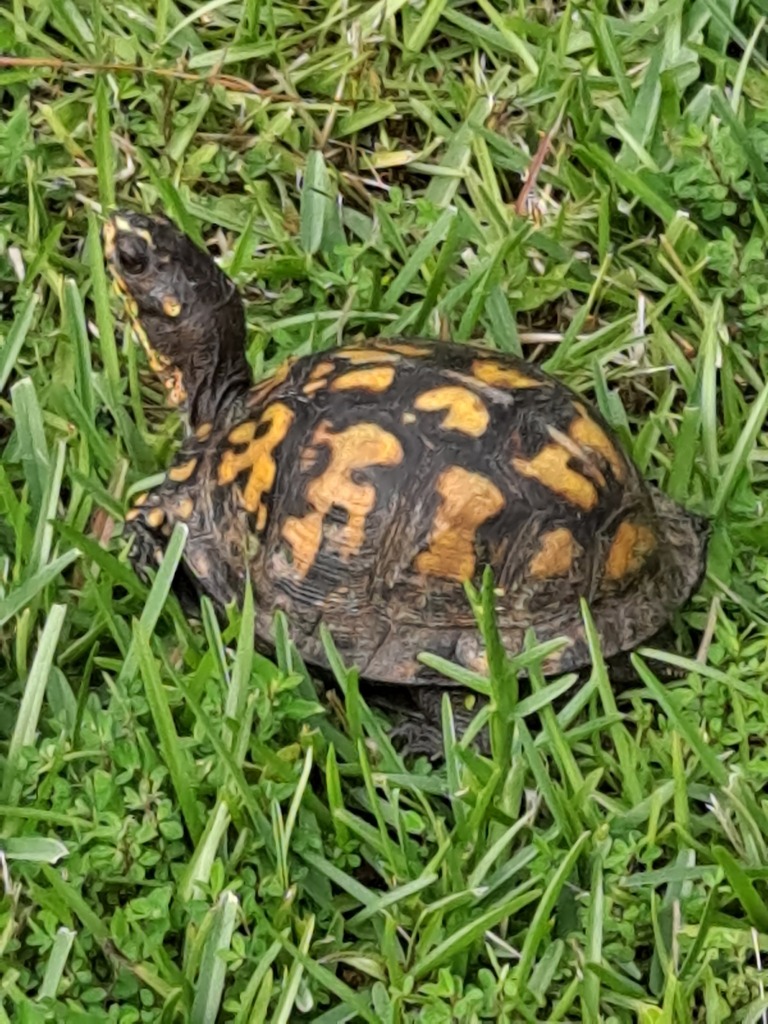 Common Box Turtle in June 2022 by Alpha Wolf · iNaturalist