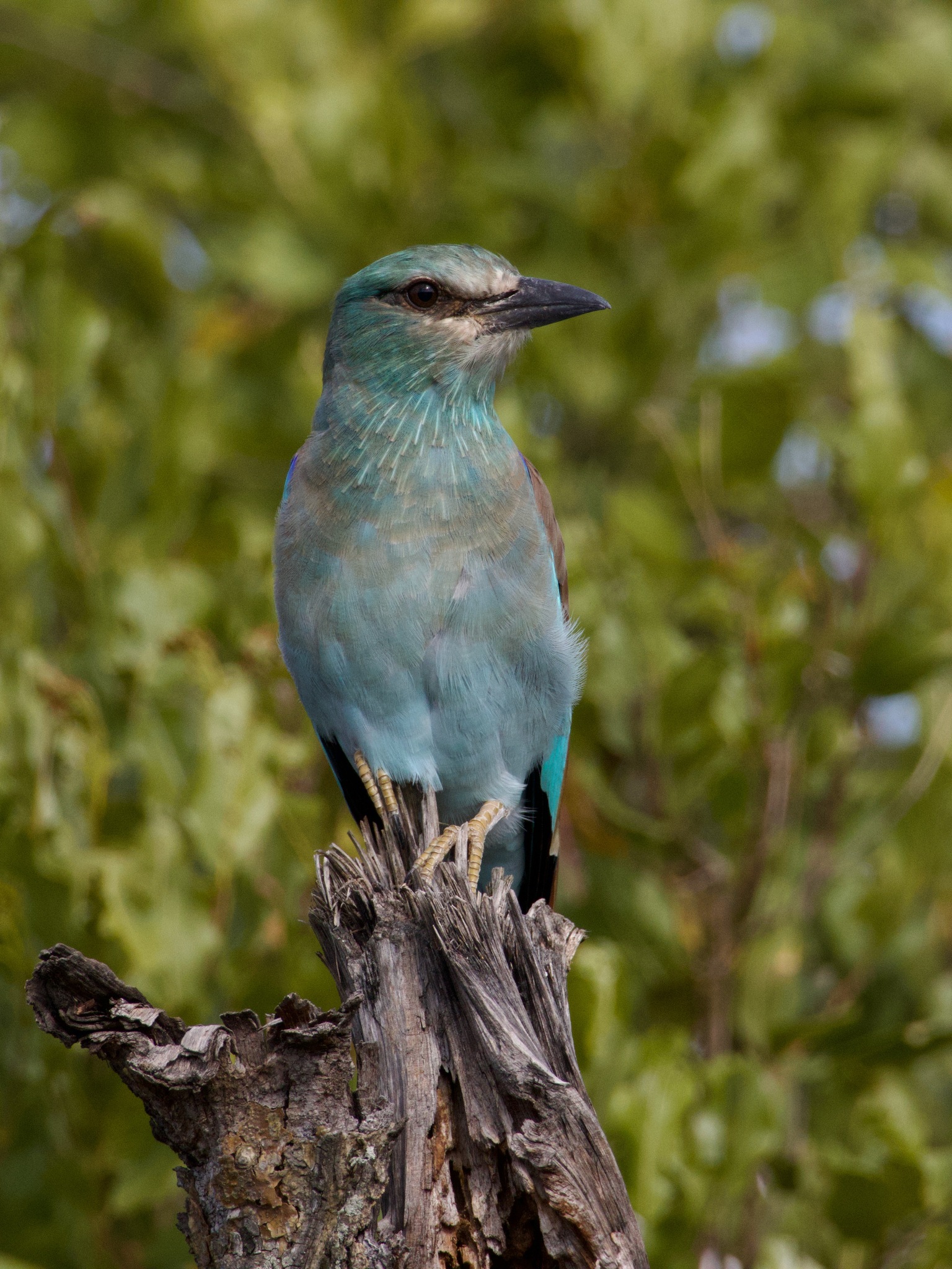 Coracias garrulus Linnaeus, 1758