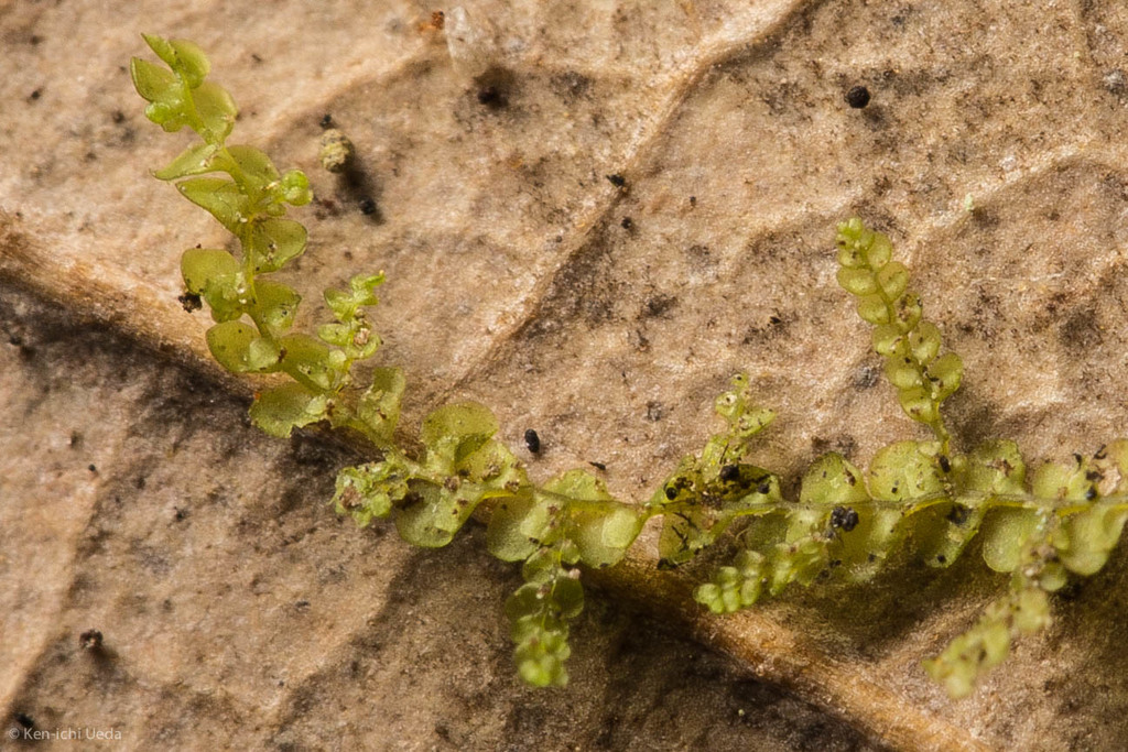 (Radula bolanderi) - Botanical Realm