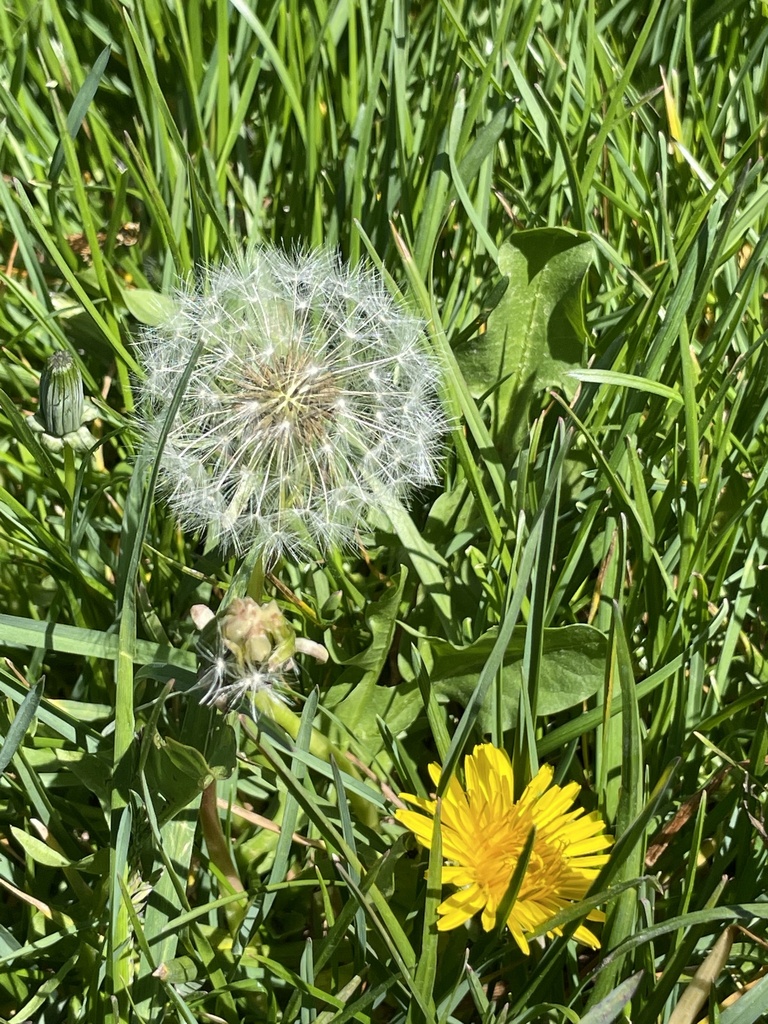 common dandelion from Pinole Valley Park, Pinole, CA, US on April 16 ...