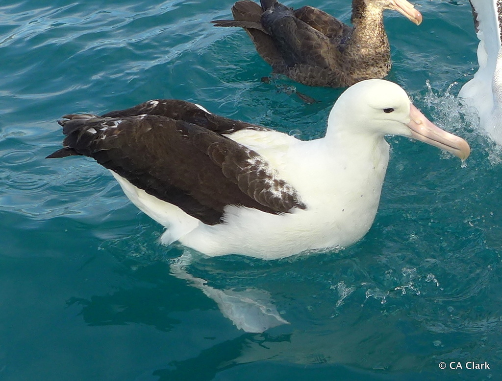 Southern royal albatross (Antarctica - Birds) · iNaturalist