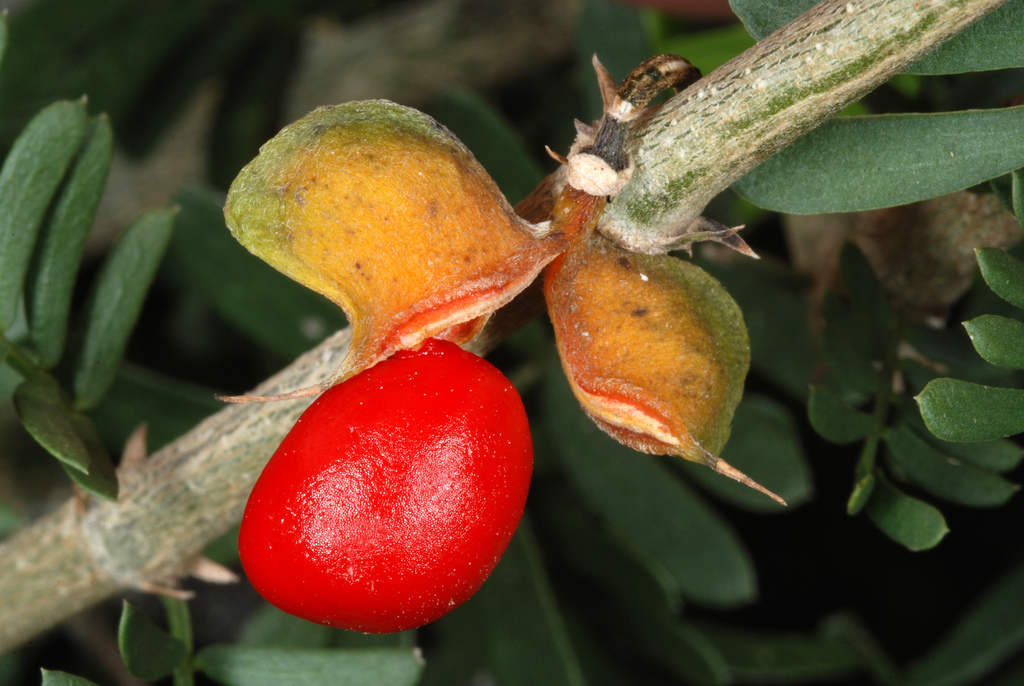 Texas lignum-vitae (Guaiacum angustifolium) - Botanical Realm