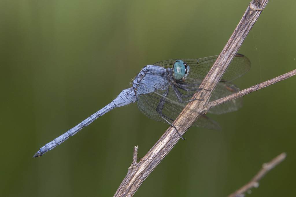 Slender Blue Skimmer from Nui Pia Oac Sud, Quang Thành, Nguyên Bình ...