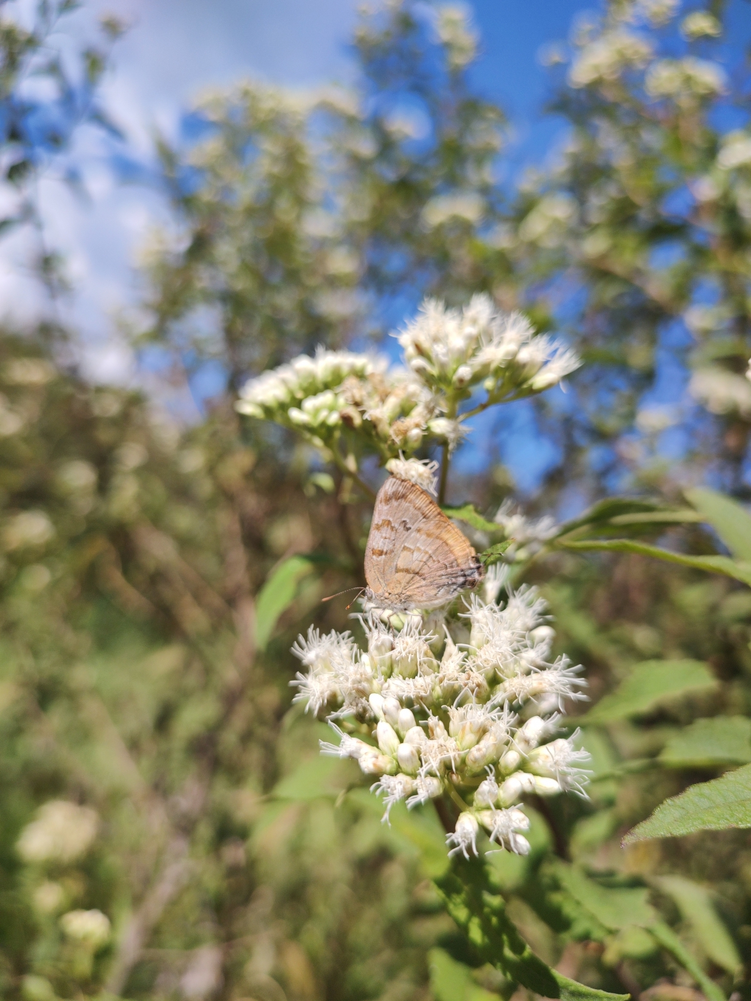Rekoa palegon (Cramer, 1780)