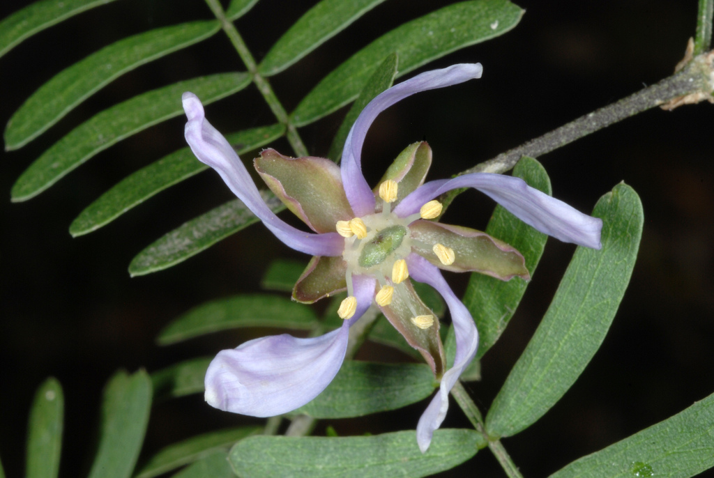 Texas lignum-vitae (Guaiacum angustifolium) - Botanical Realm