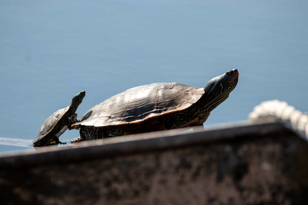 Northern Map Turtle in April 2023 by Sam Denenberg · iNaturalist
