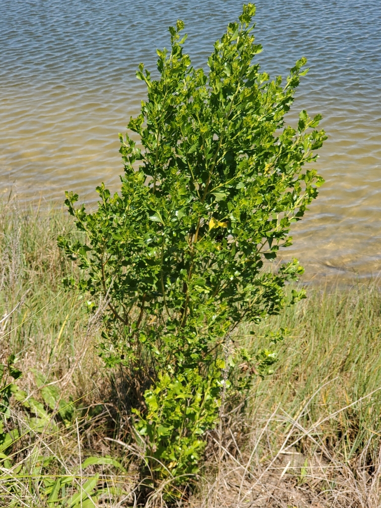 groundsel tree from Hillsborough County, US-FL, US on April 18, 2023 at ...