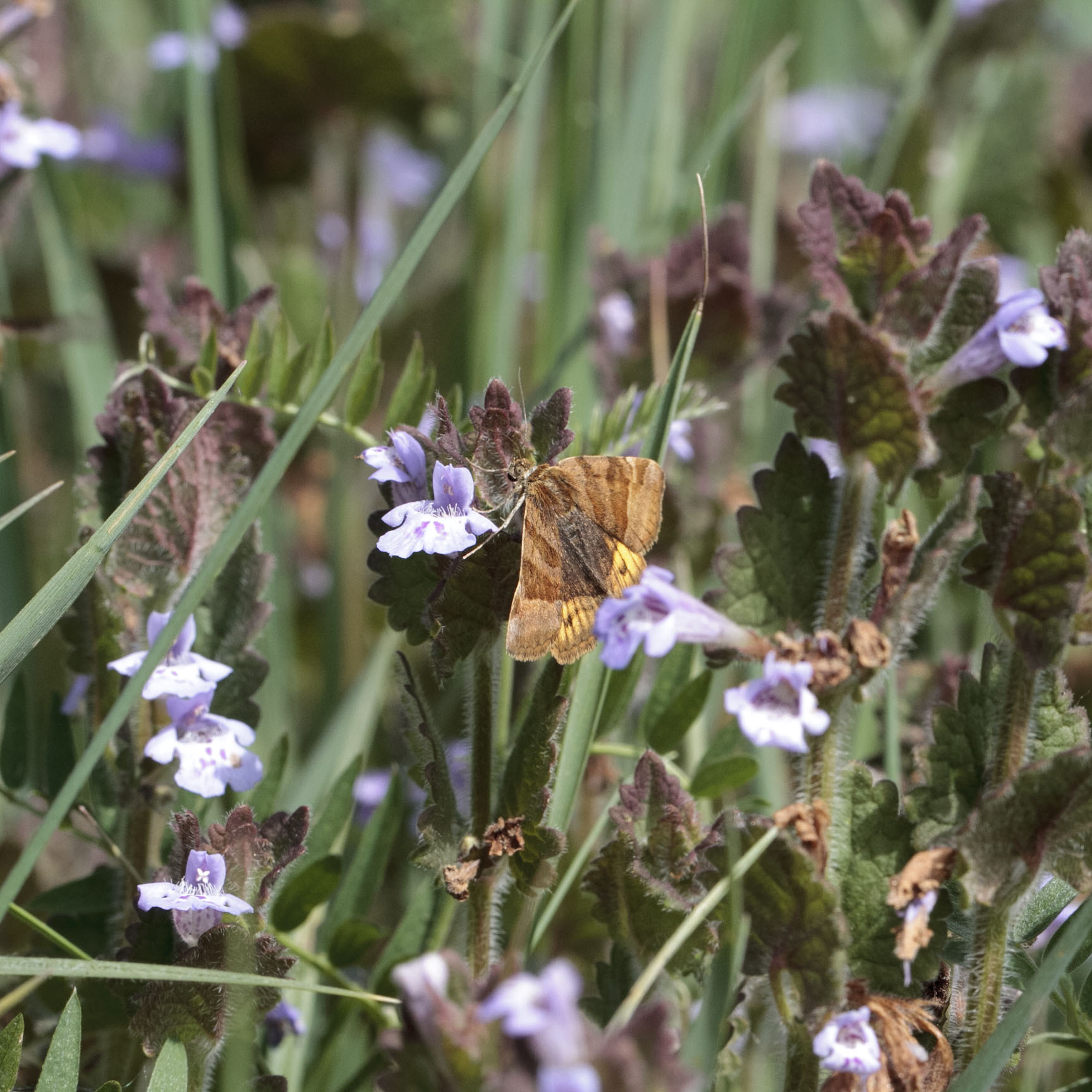 Euclidia glyphica Linnaeus, 1758