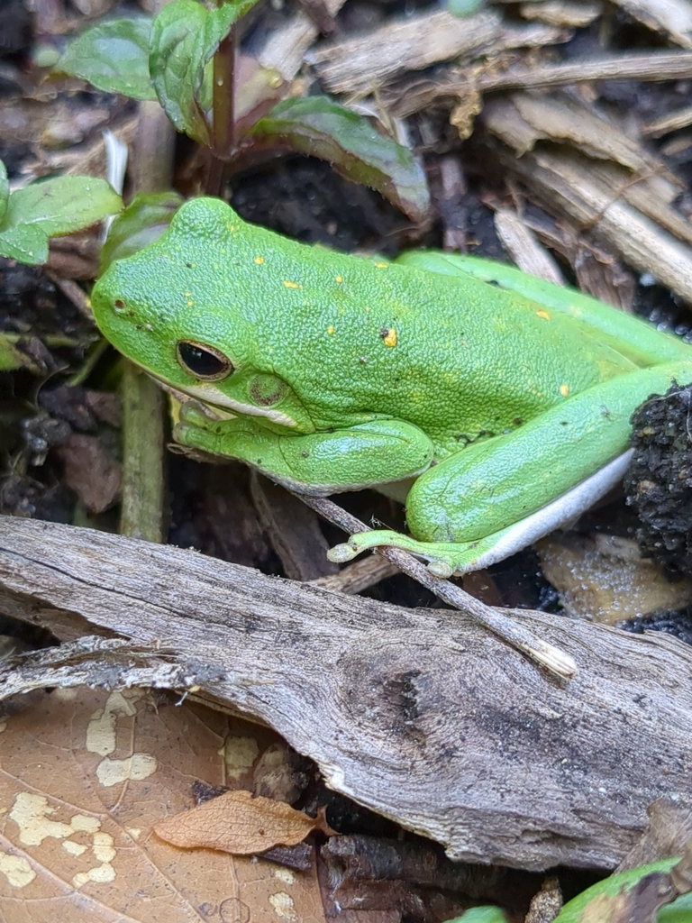 Green Treefrog in April 2023 by Karin Hess. Tree frog in suburban ...