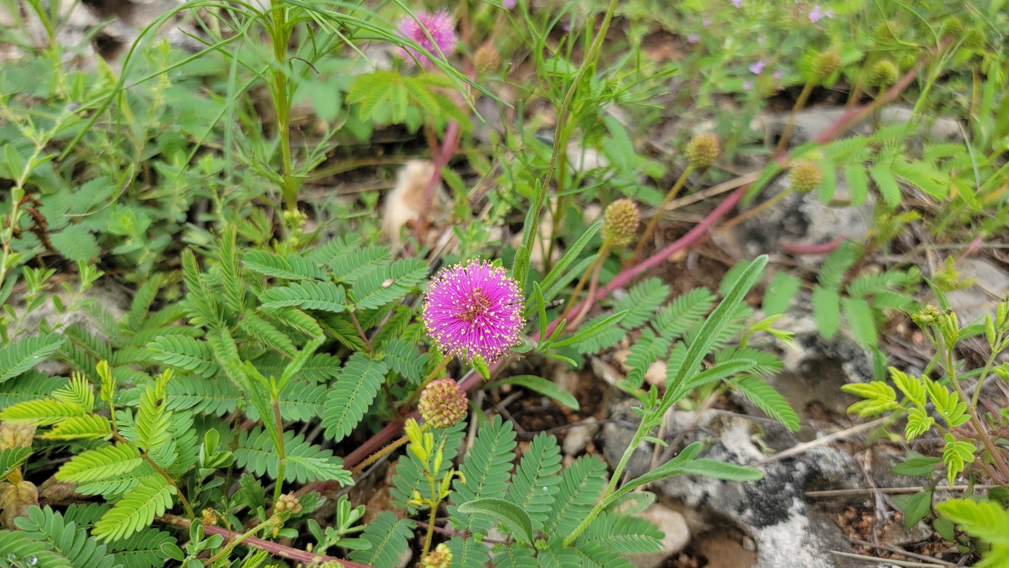 Mimosa nuttallii (DC.) B.L.Turner