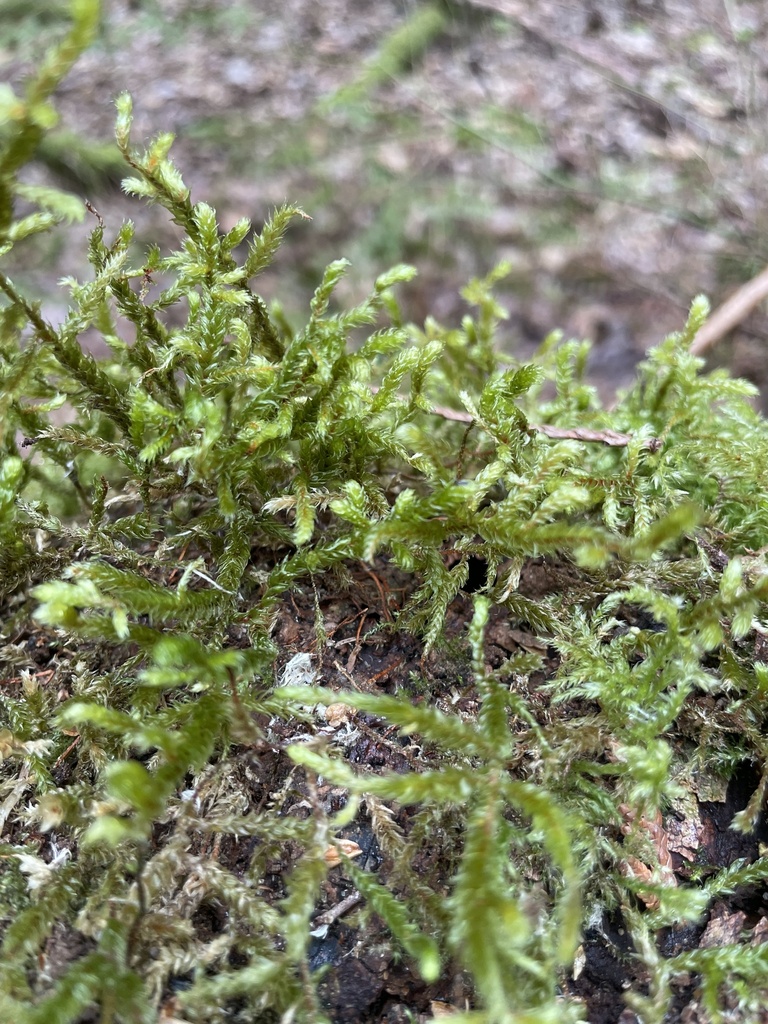 Pendulous Wing-moss from Pacific Spirit Regional Park, Greater ...