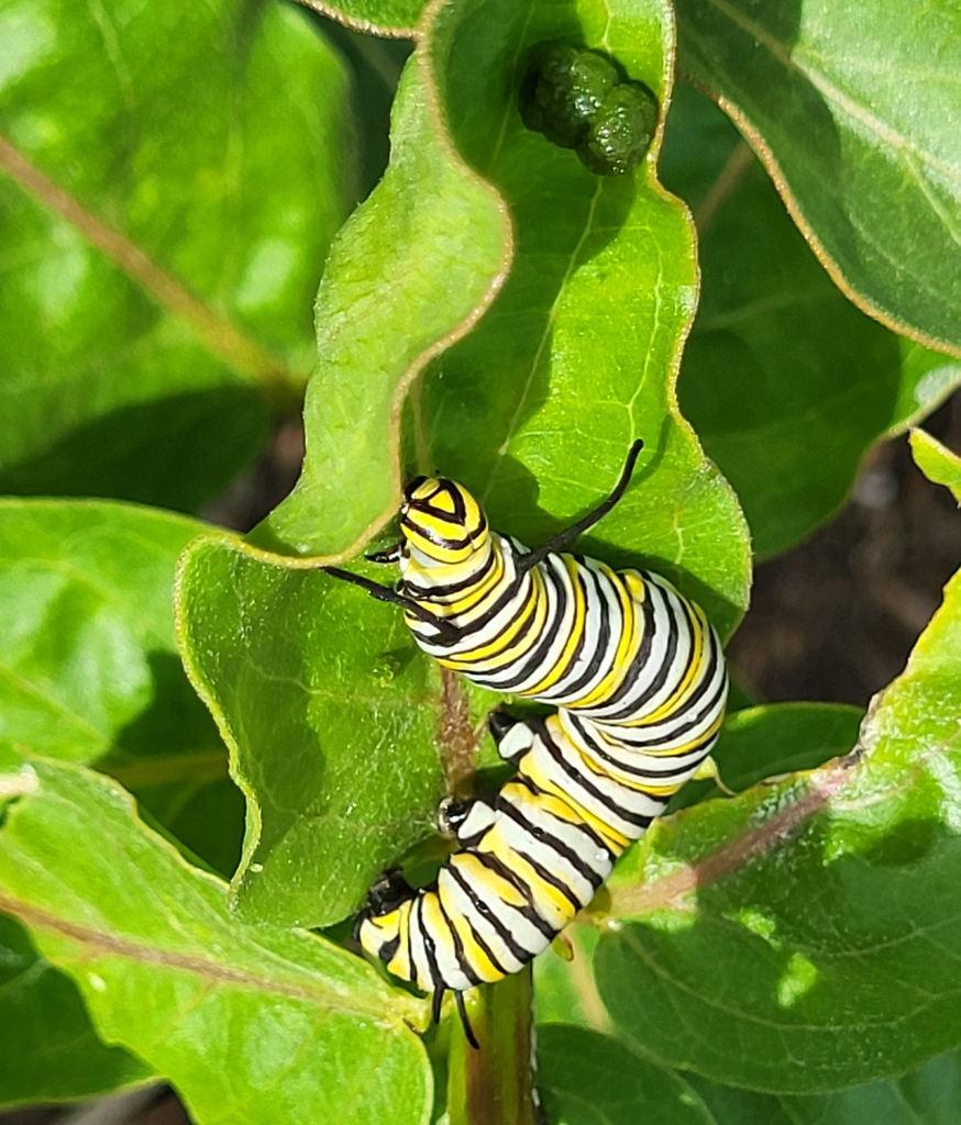 Monarch from Windsor Park, Austin, TX, USA on April 18, 2023 at 02:29 ...