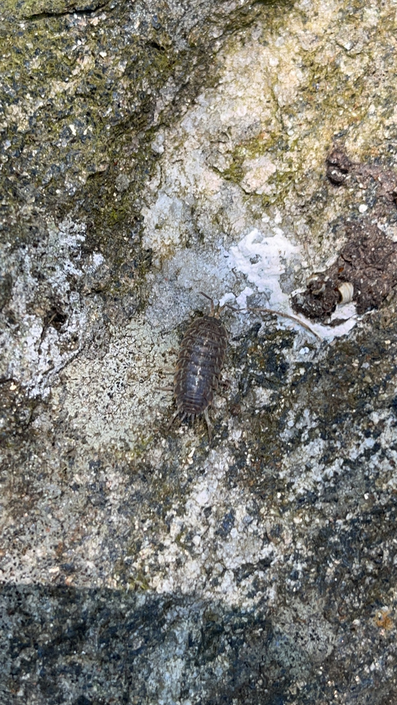 Rathke’s Woodlouse from Waynesville on April 18, 2023 at 12:14 PM by ...