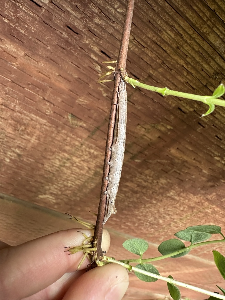 Lantana Stick Moth from Vine Hill Rd, Santa Cruz, CA, US on April 18 ...
