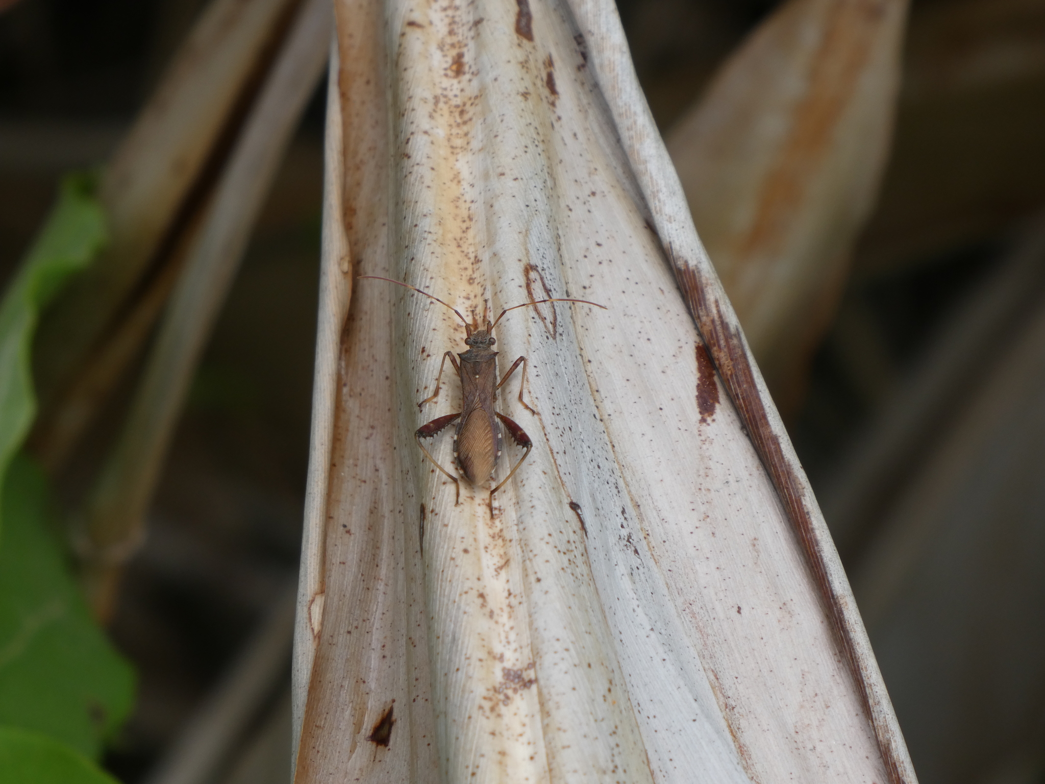 Riptortus pedestris (Fabricius, 1775)