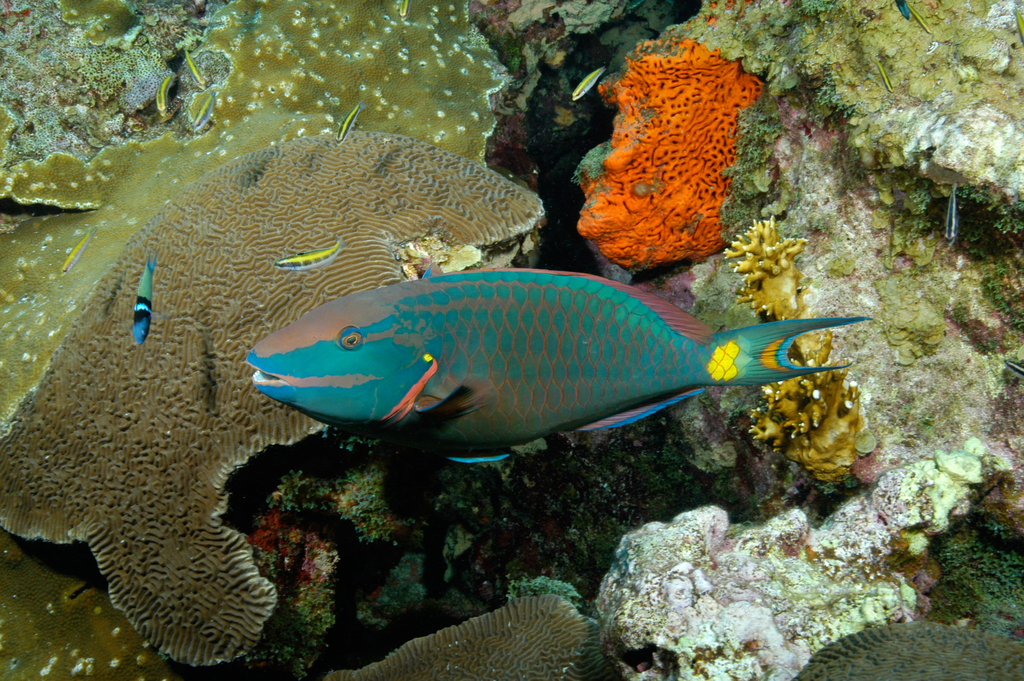 Stoplight Parrotfish from Flower Garden Banks National Marine Sanctuary ...