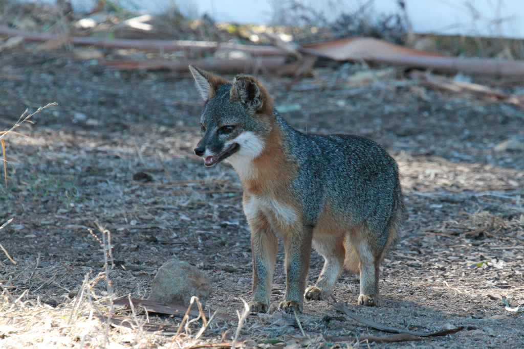 Santa Cruz Island Fox (Urocyon littoralis santacruzae) - Know Your Mammals