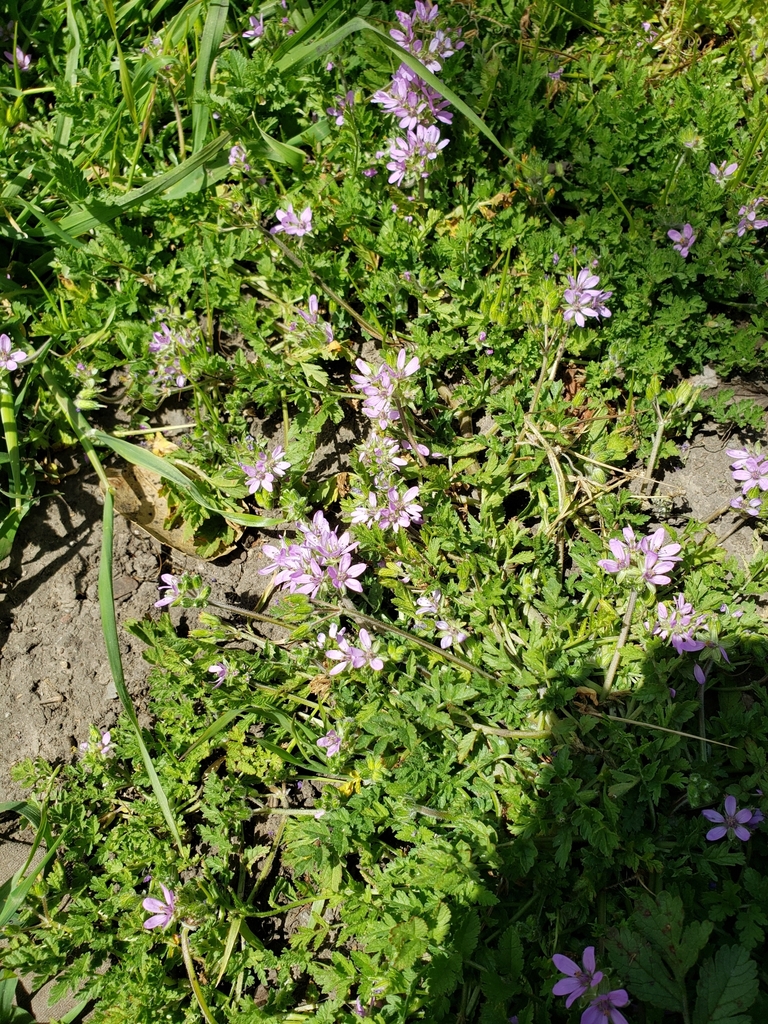 musk stork's-bill from Temescal, Oakland, CA, USA on April 18, 2023 at ...