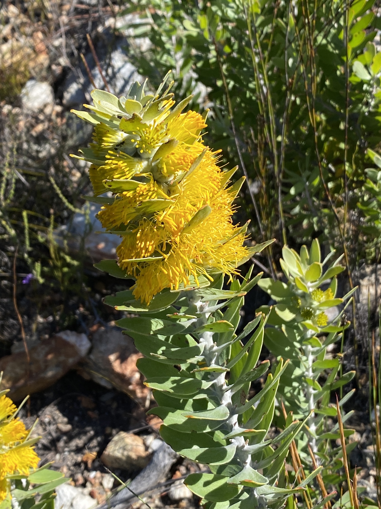 Mimetes chrysanthus Rourke