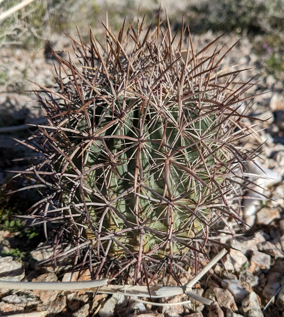 Johnson's Beehive Cactus in April 2023 by escalanteslim · iNaturalist
