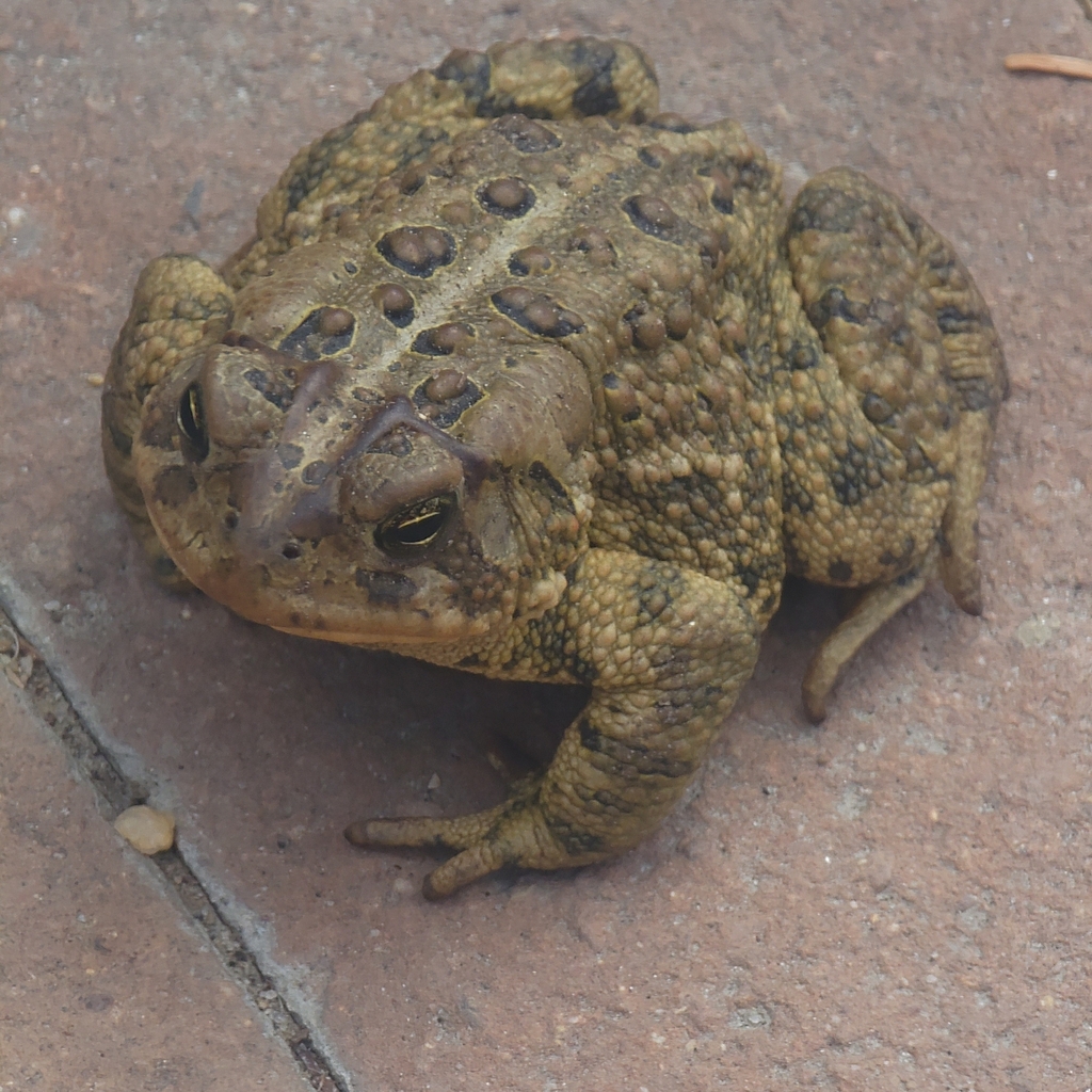 Woodhouse's Toad from Denver on April 18, 2023 at 02:32 PM by tmeier16 ...